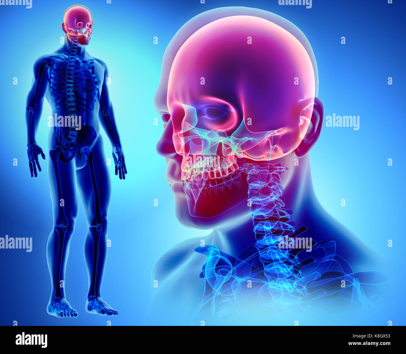 3D illustration of Cranium - Part of Human Skeleton Stock Photo - Alamy