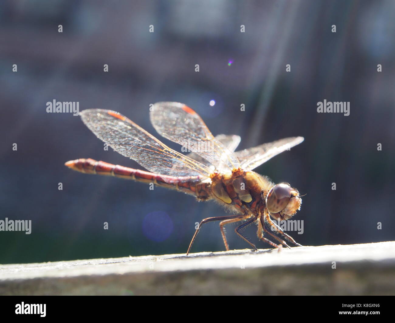 Wooden wood dragon flying hi-res stock photography and images - Alamy