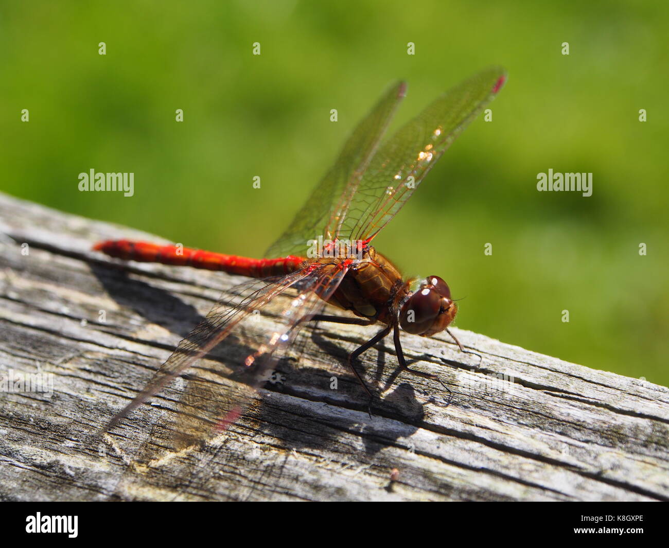 Wooden wood dragon flying hi-res stock photography and images - Alamy