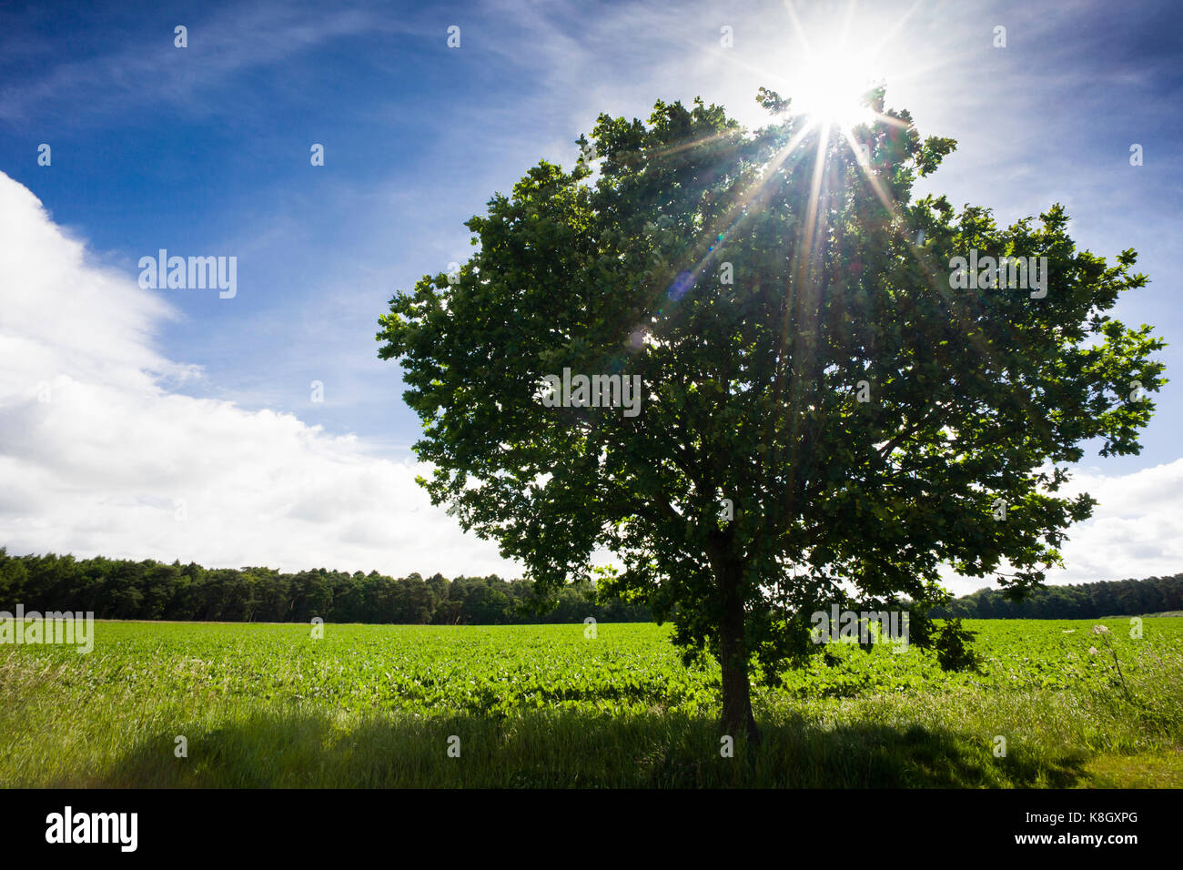 Single tree casts a shaded spot on a Summers day, British countryside ...