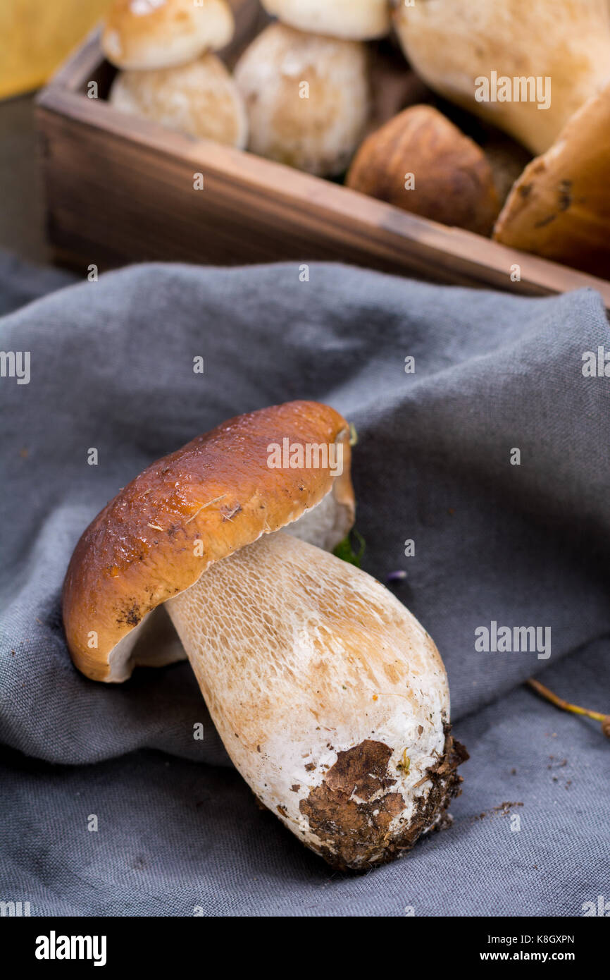 Boletus edulis, cepe, porcini mushrooms unwashed on gray concrete ...