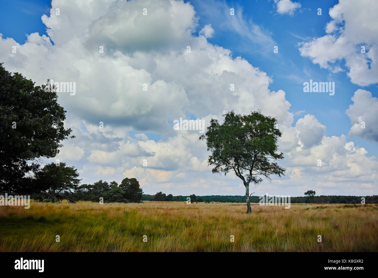Heather moorland in Kempen forests, North Brabant, the Netherlands ...