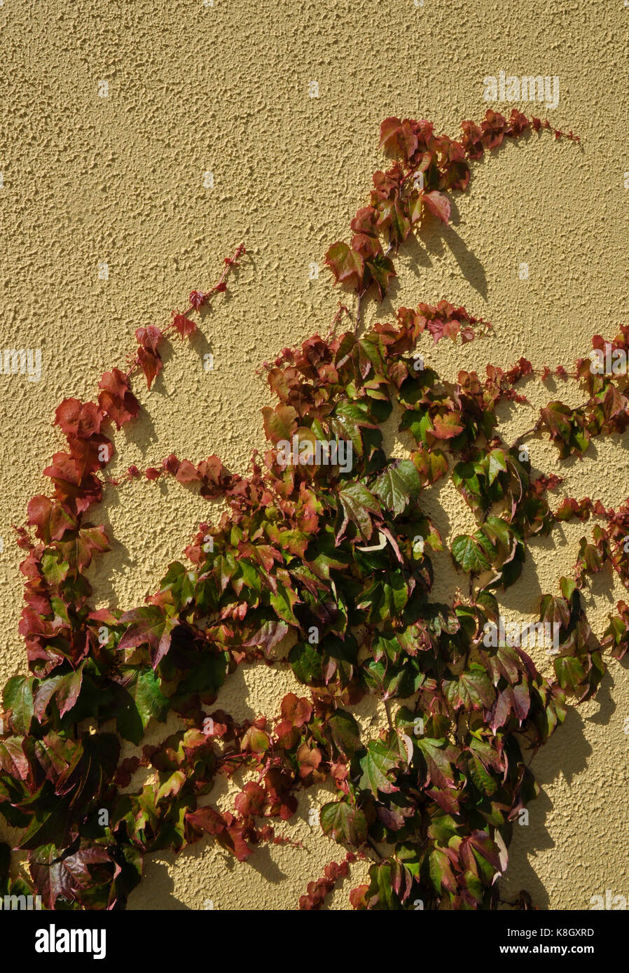 boston ivy growing on house wall Stock Photo - Alamy