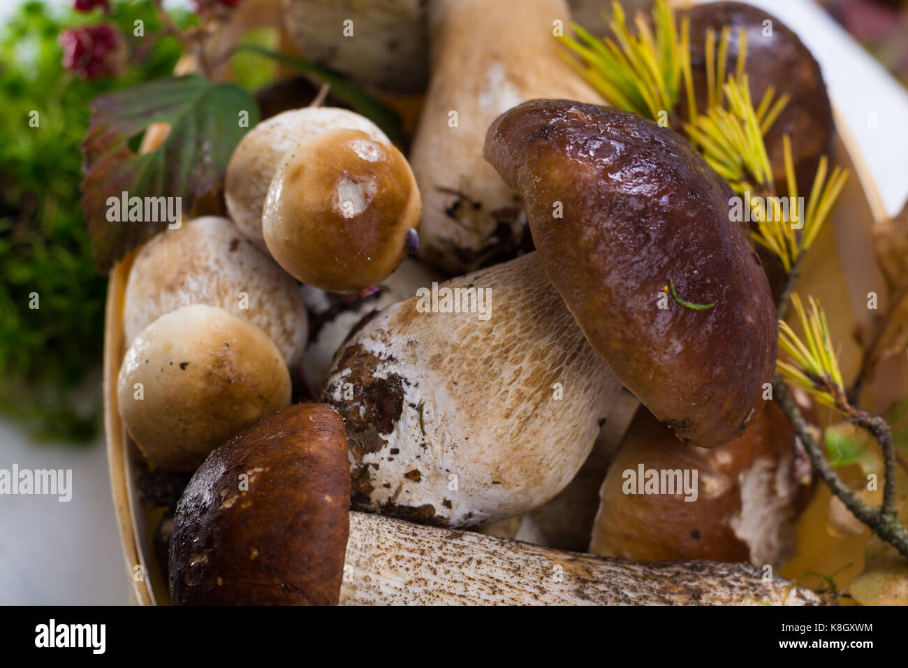 Boletus edulis, cepe, porcini mushrooms unwashed on white wooden ...