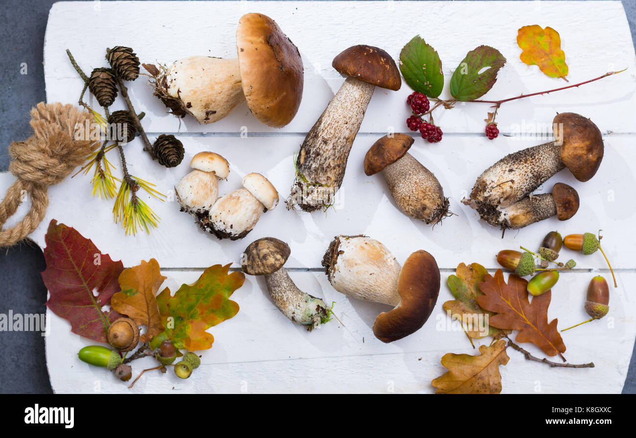 Boletus edulis, cepe, porcini mushrooms unwashed on white wooden ...