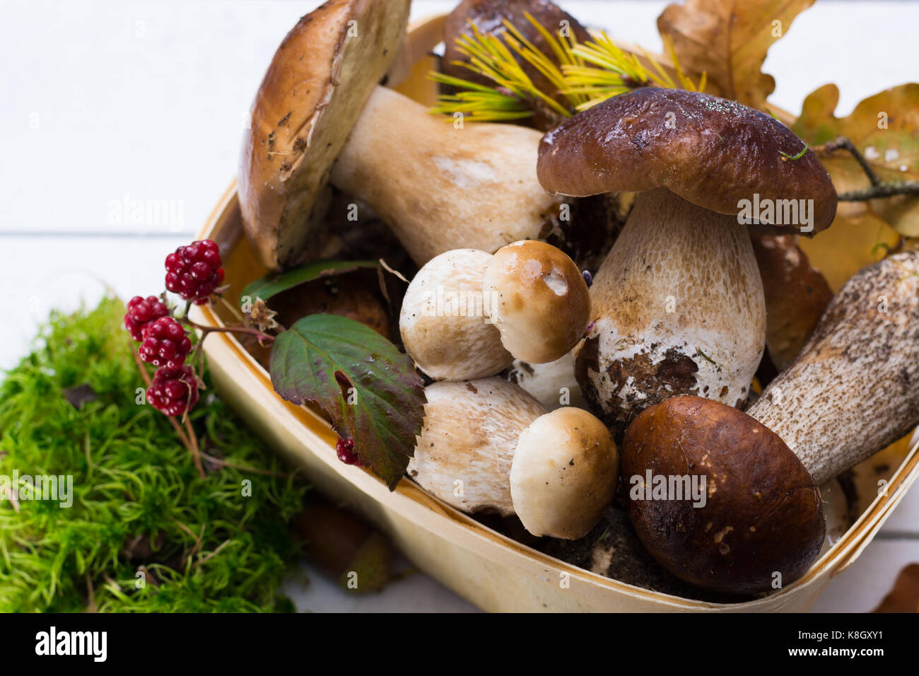 Boletus edulis, cepe, porcini mushrooms unwashed on white wooden ...