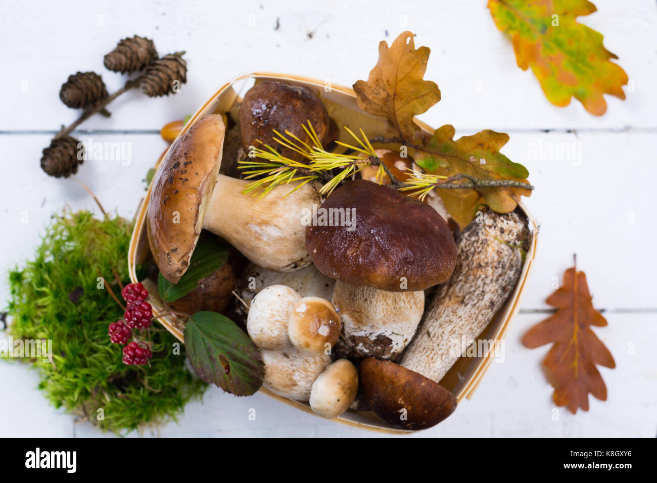 Boletus edulis, cepe, porcini mushrooms unwashed on white wooden ...