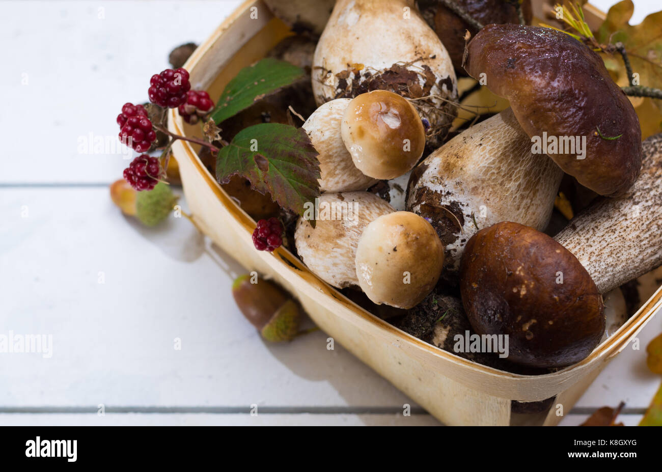 Boletus edulis, cepe, porcini mushrooms unwashed on white wooden ...