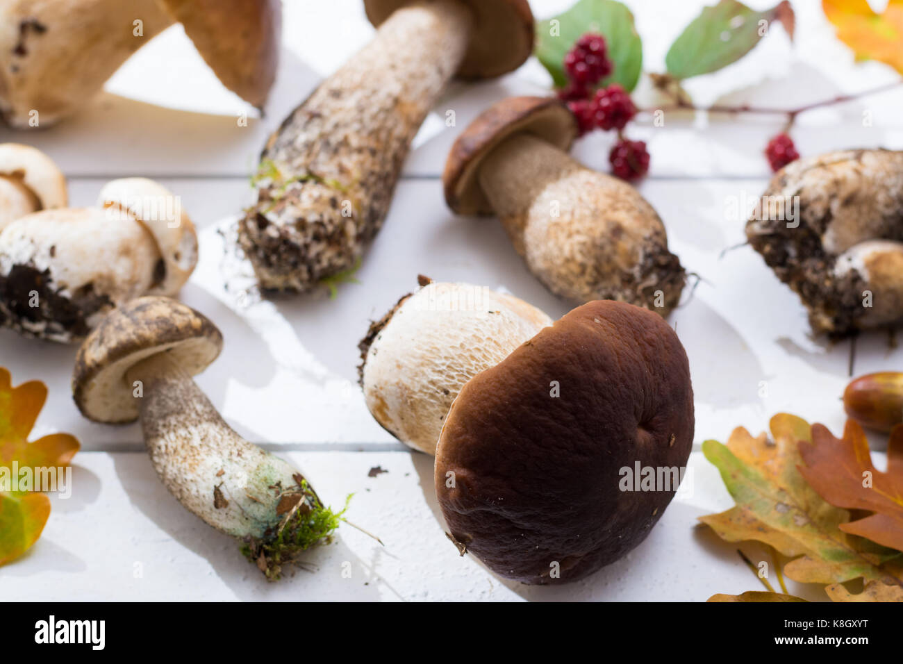 Boletus edulis, cepe, porcini mushrooms unwashed on white wooden ...