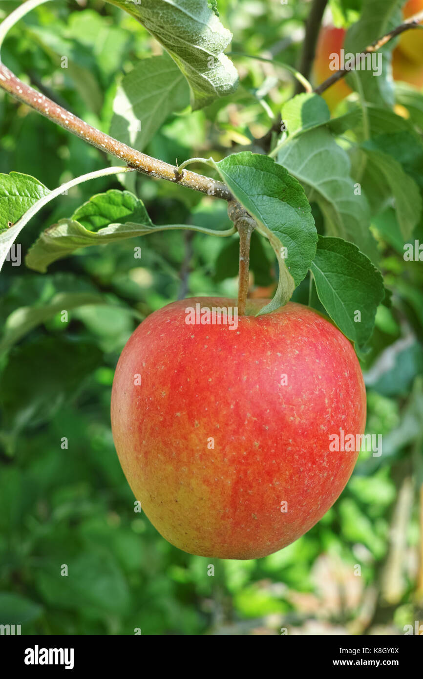 One big red ripe apple on the apple tree, ready to harvest, seasonal ...