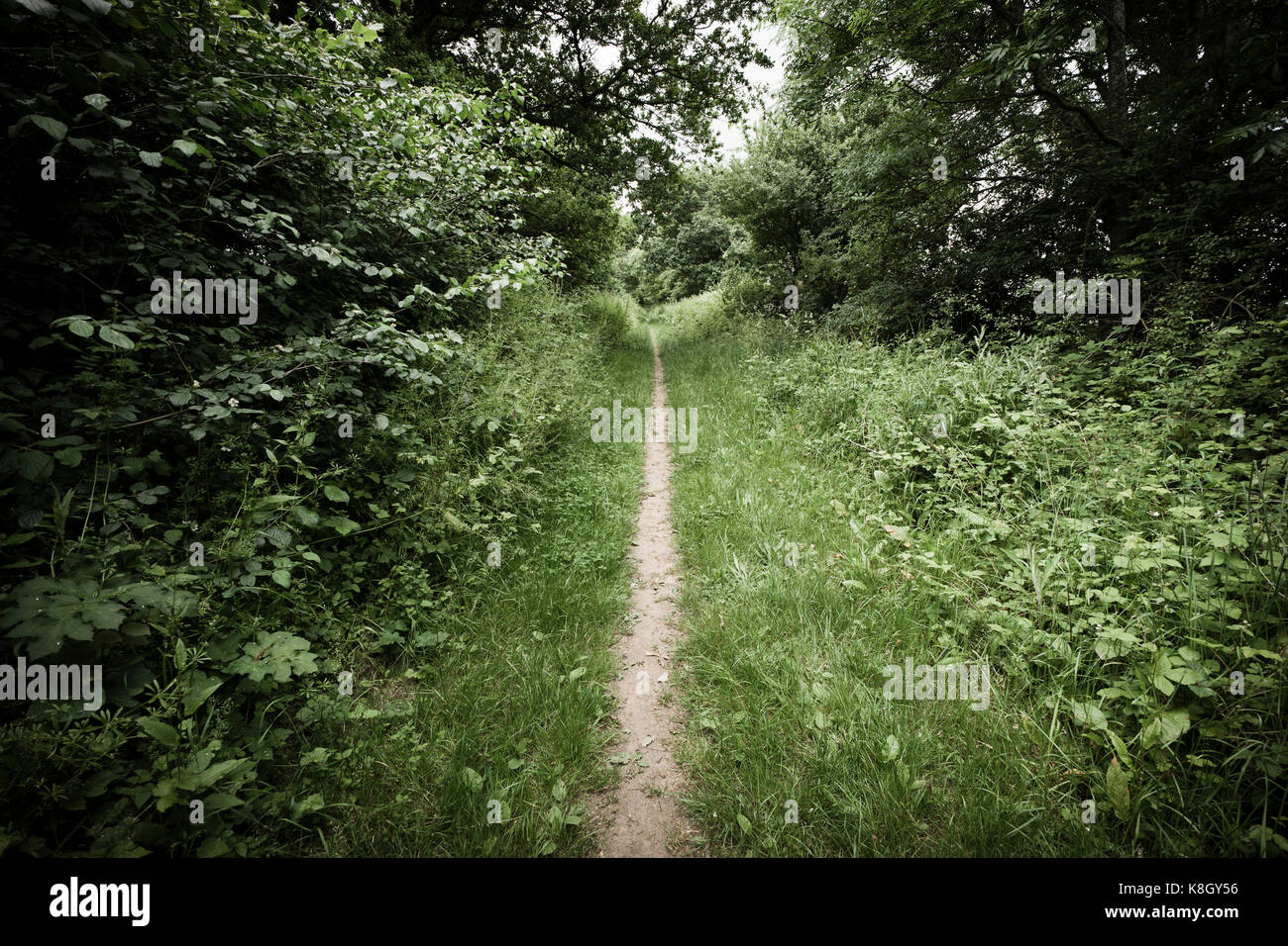Green pathway hi-res stock photography and images - Alamy