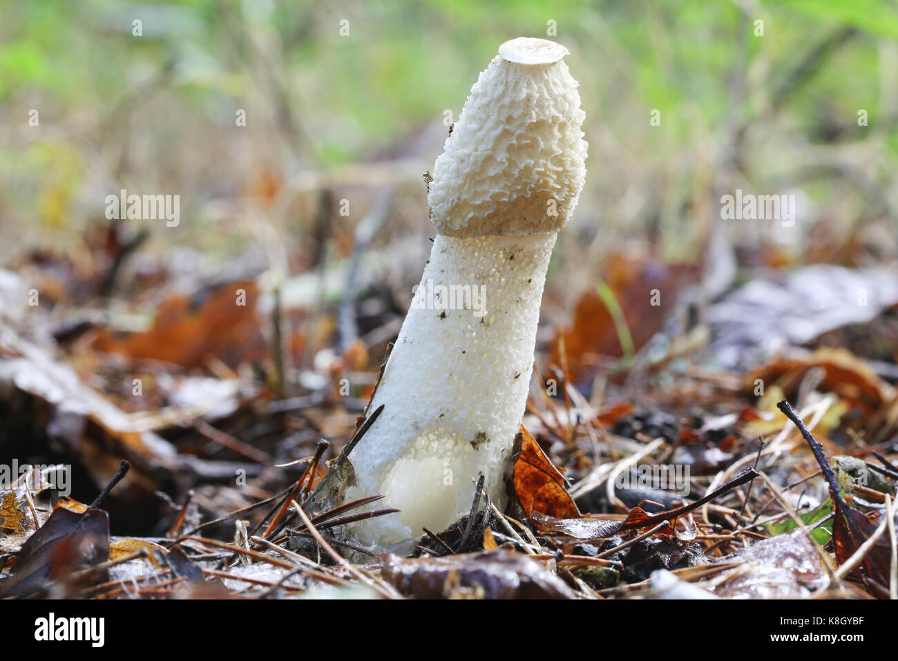 A Stinkhorn fungus (Phallus impudicus) a foul smelling Stinkhorn ...