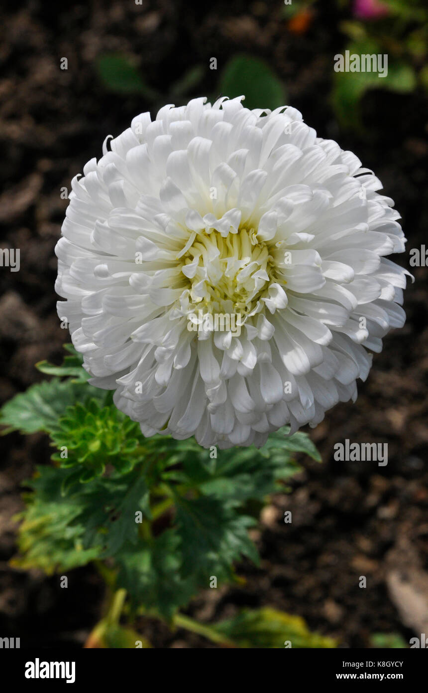 Chrysanth flowers hi-res stock photography and images - Alamy