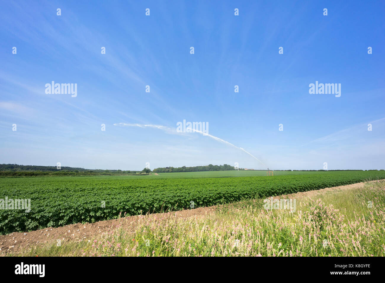 Farming Agriculture Crops Norfolk High Resolution Stock Photography and ...