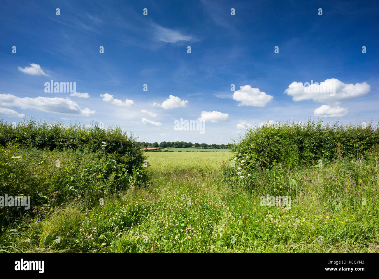 Hedgerow, UK countryside Stock Photo - Alamy