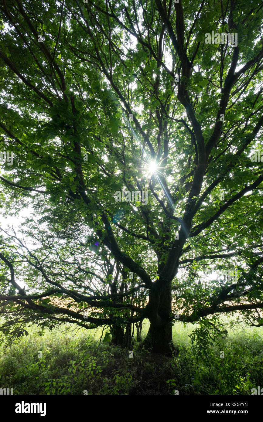 Oak tree in summer hi-res stock photography and images - Alamy