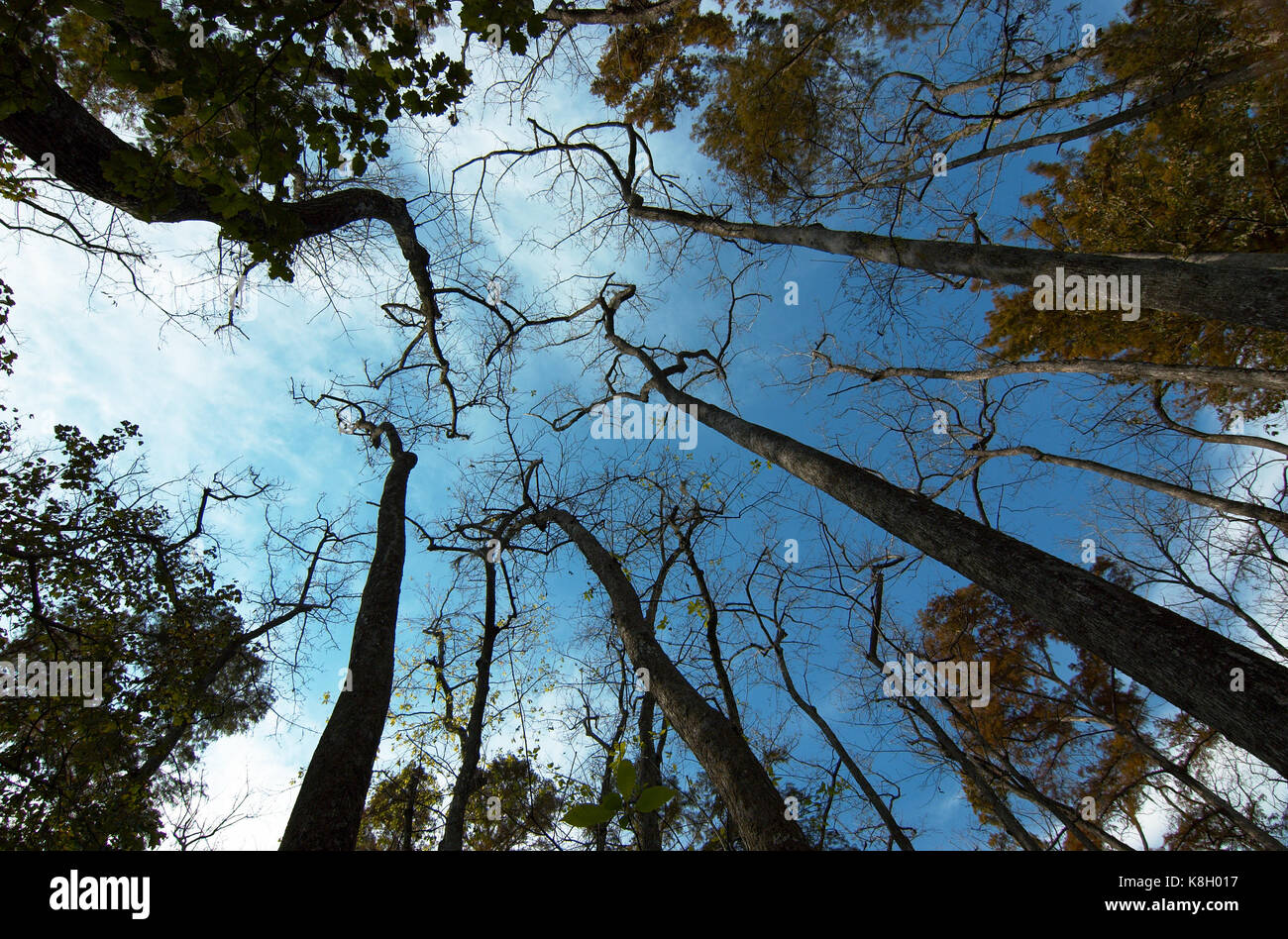 Bluebonnet Swamp, Baton Rouge, Louisiana Stock Photo - Alamy