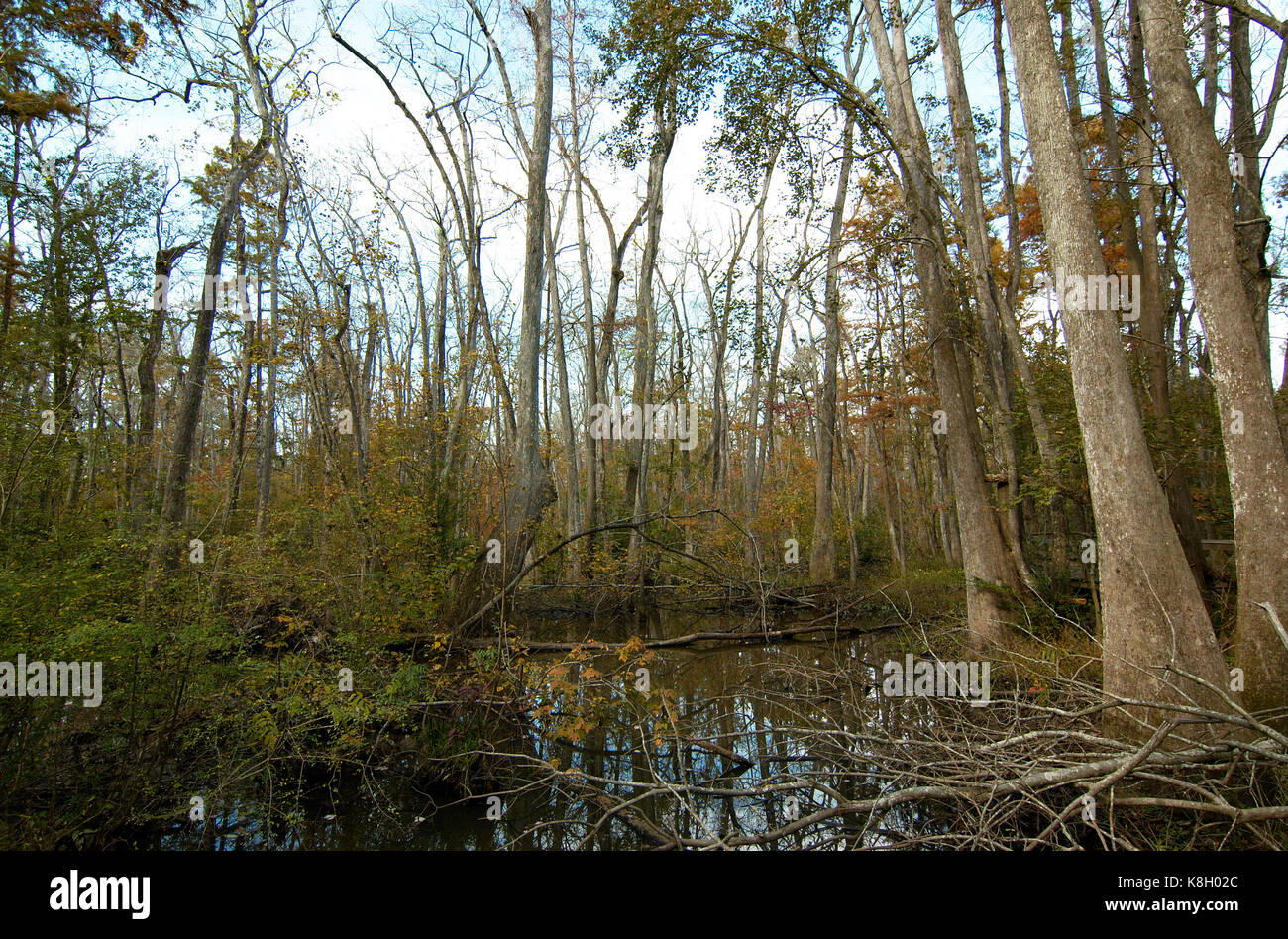 Baton Rouge Louisiana Park High Resolution Stock Photography and Images ...