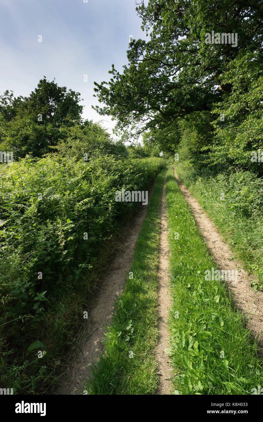 Peddars way path, Norfolk, UK Stock Photo - Alamy