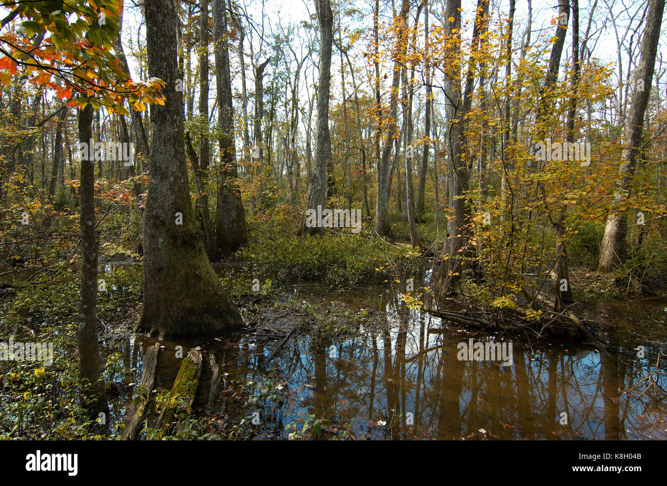 Bluebonnet Swamp, Baton Rouge, Louisiana Stock Photo - Alamy