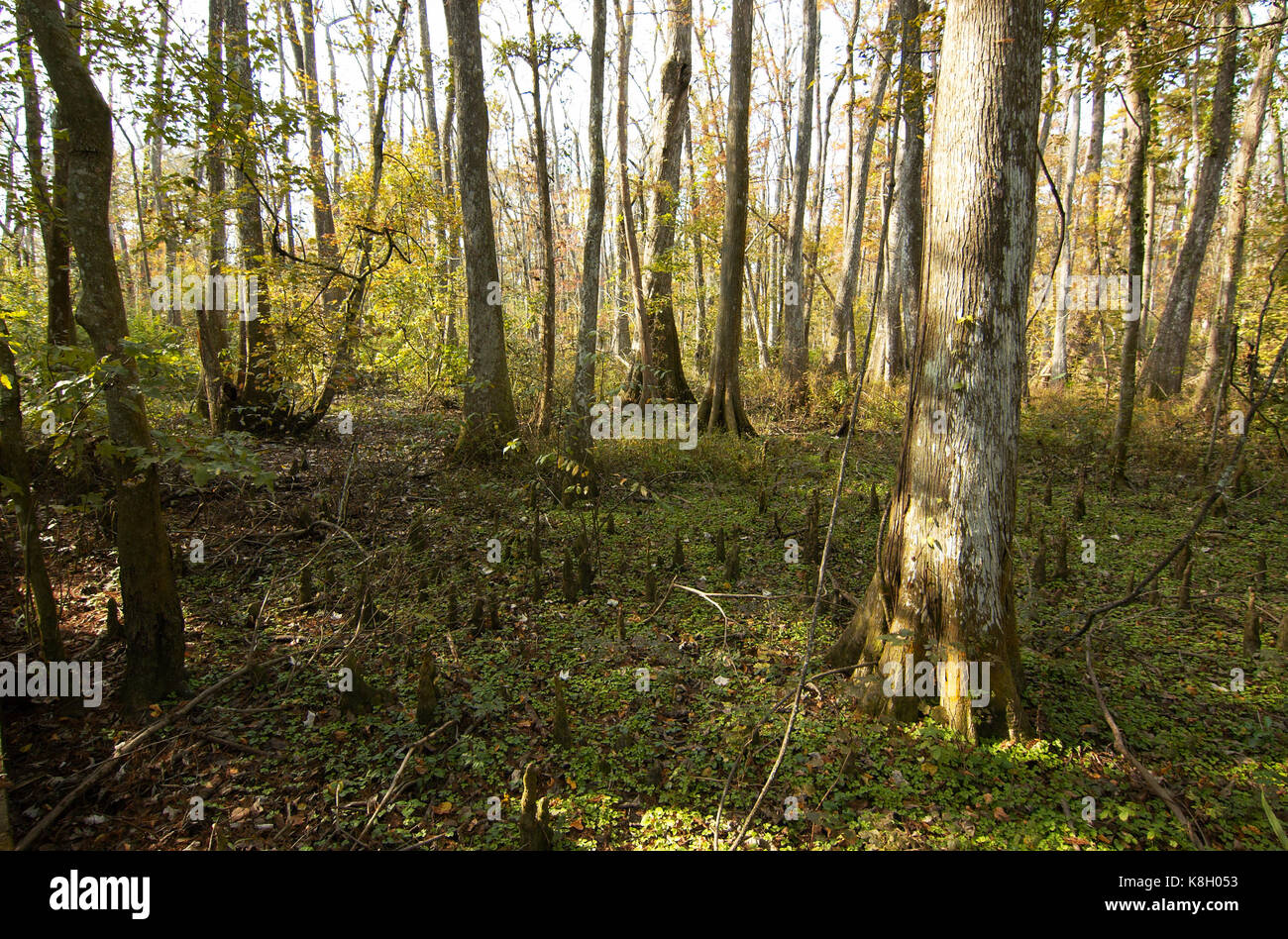 Bluebonnet Swamp, Baton Rouge, Louisiana Stock Photo - Alamy
