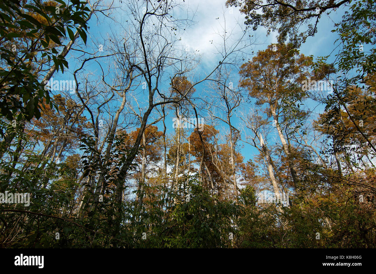 Bluebonnet Swamp, Baton Rouge, Louisiana Stock Photo - Alamy