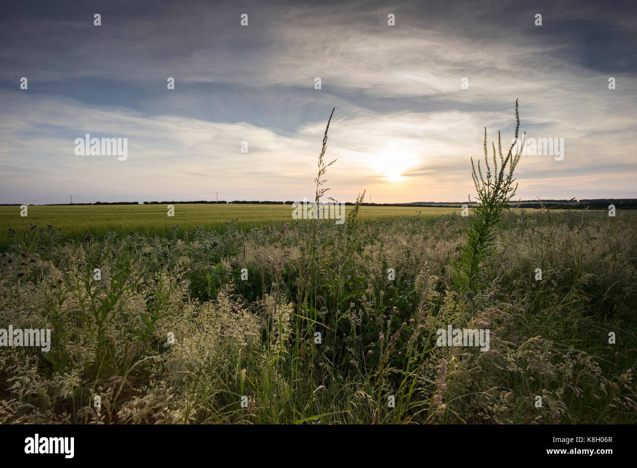 Norfolk countryside hi-res stock photography and images - Alamy