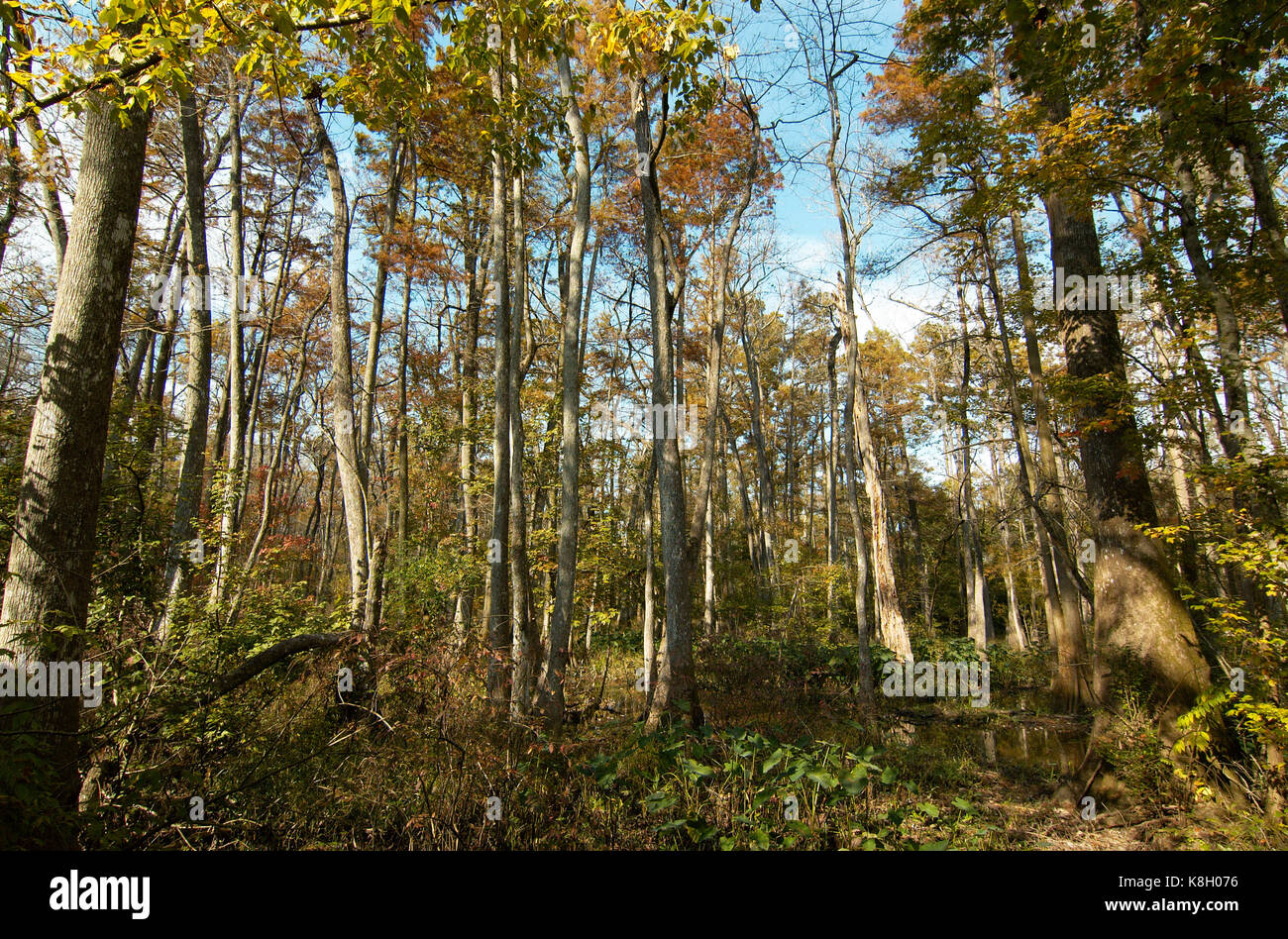 Bluebonnet Swamp, Baton Rouge, Louisiana Stock Photo - Alamy