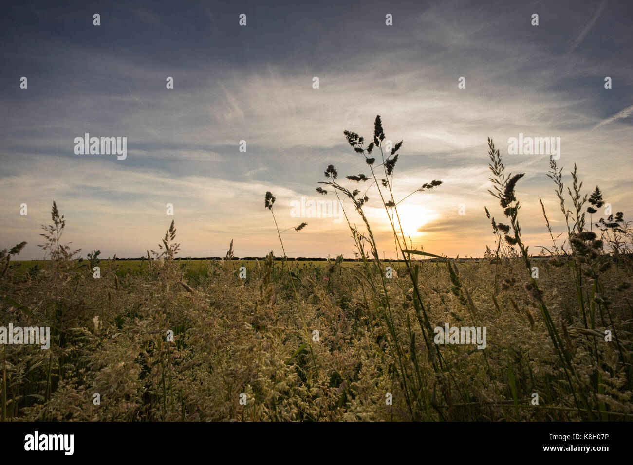 Norfolk countryside at sunset Stock Photo - Alamy