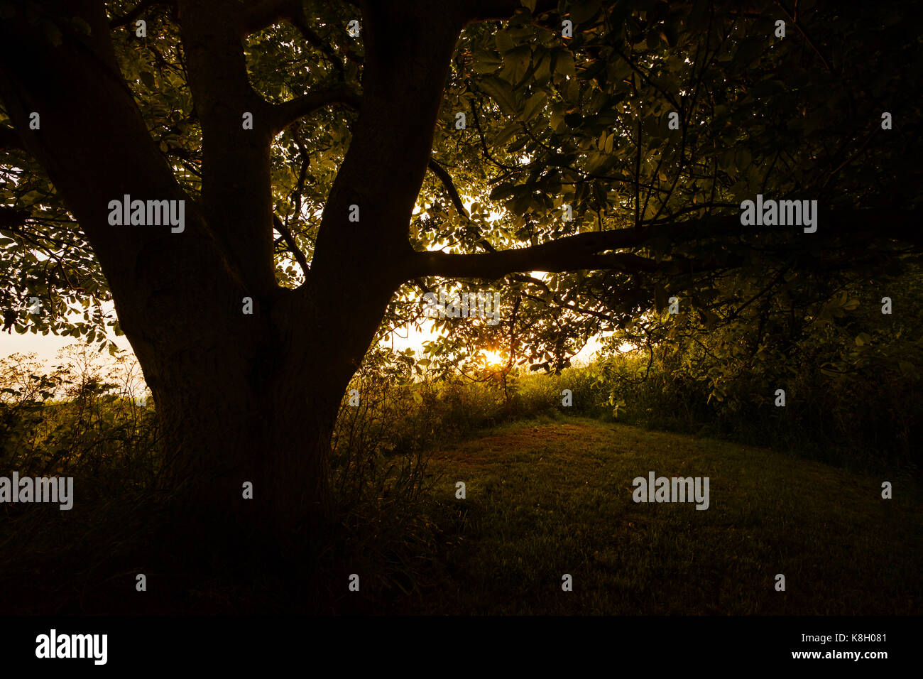 Oak Tree Sunset Stock Photo - Alamy