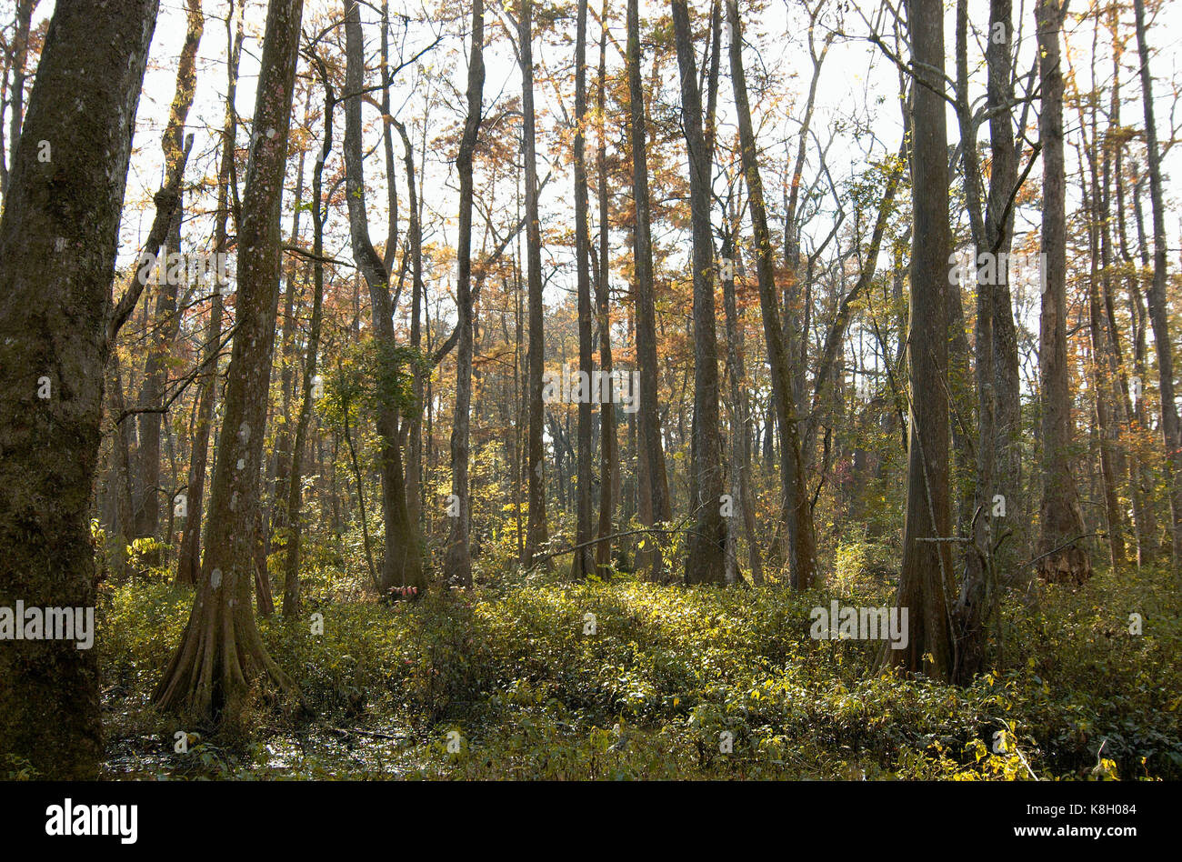 Bluebonnet Swamp, Baton Rouge, Louisiana Stock Photo - Alamy