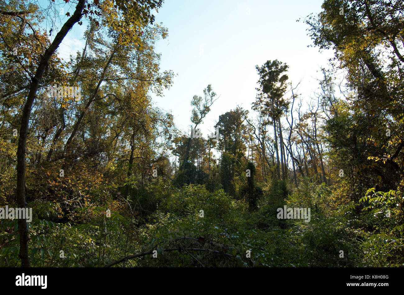 Bluebonnet Swamp, Baton Rouge, Louisiana Stock Photo - Alamy