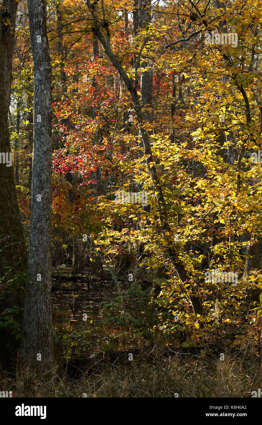 Bluebonnet Swamp, Baton Rouge, Louisiana Stock Photo - Alamy