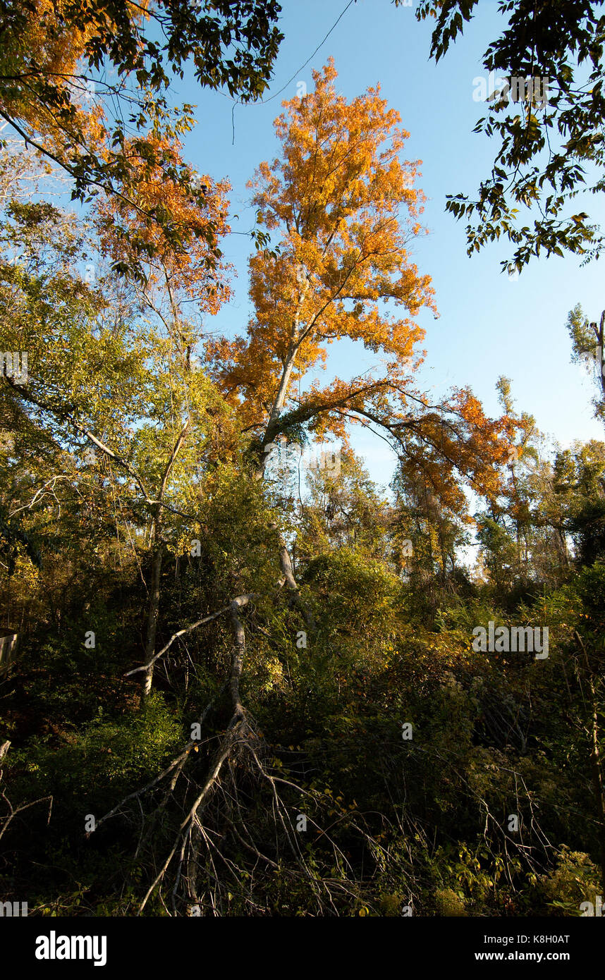 Bluebonnet Swamp, Baton Rouge, Louisiana Stock Photo - Alamy