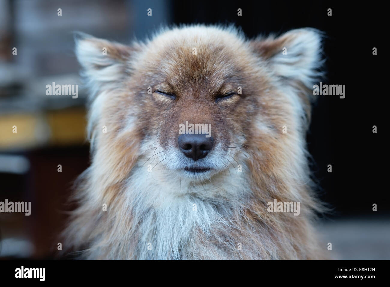 Cunning red dog closes his eyes and squintes from the sun Stock Photo ...
