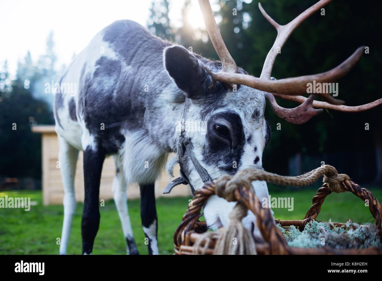 Female reindeer norway hi-res stock photography and images - Alamy