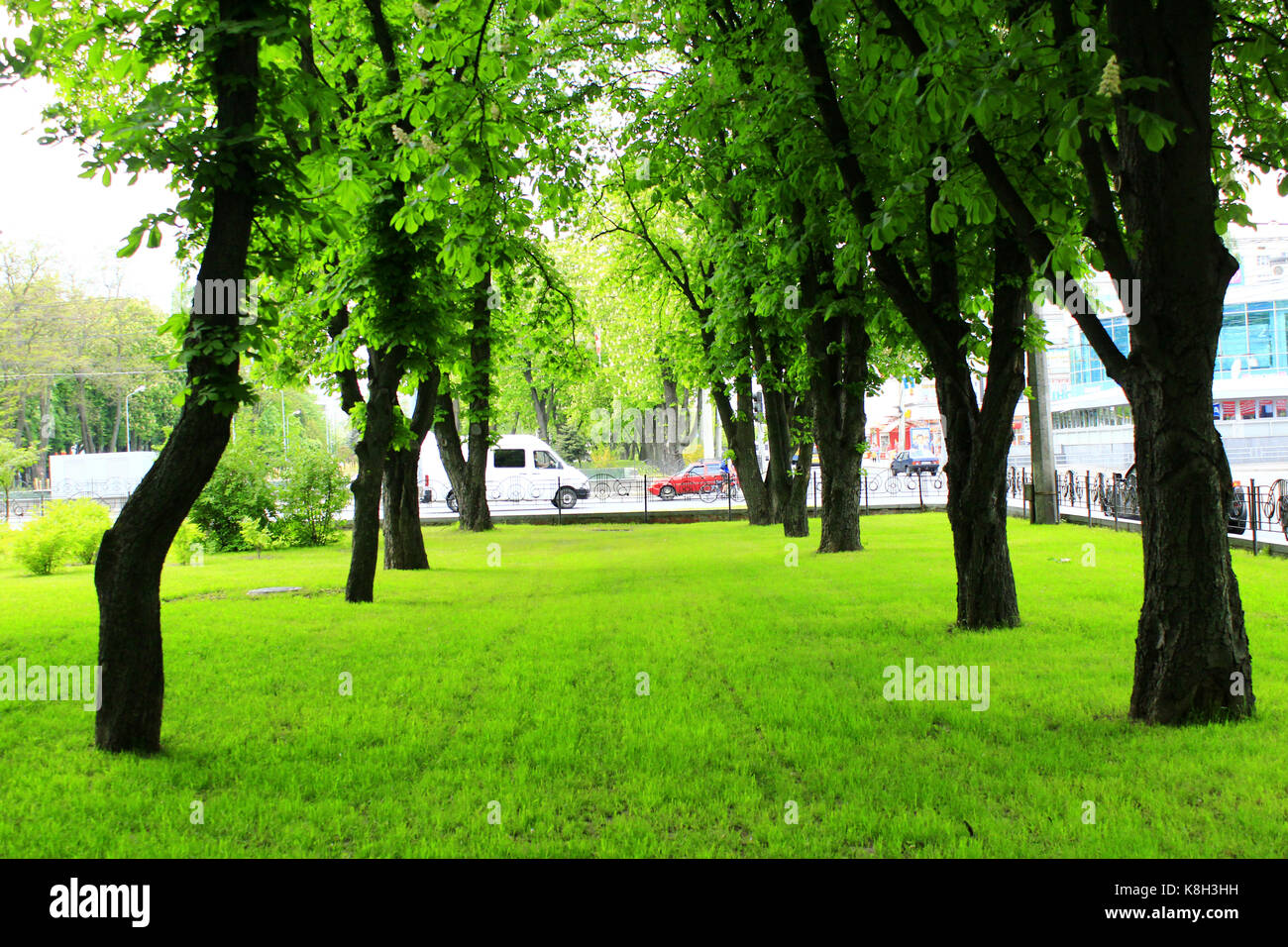 beautiful lawn in the city park with big green trees. City park in the ...