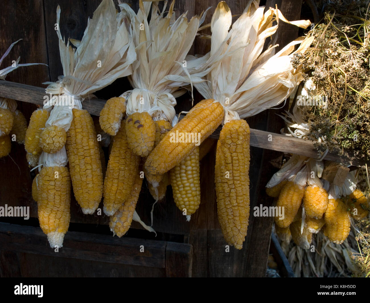 Maize cobs drying hi-res stock photography and images - Alamy