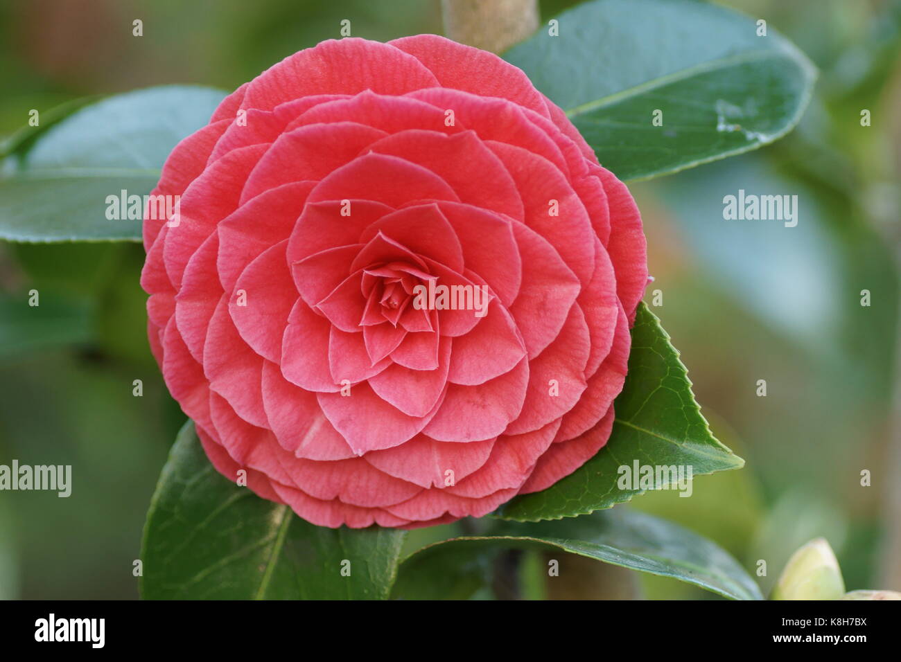 Cultivar shrub hi-res stock photography and images - Alamy