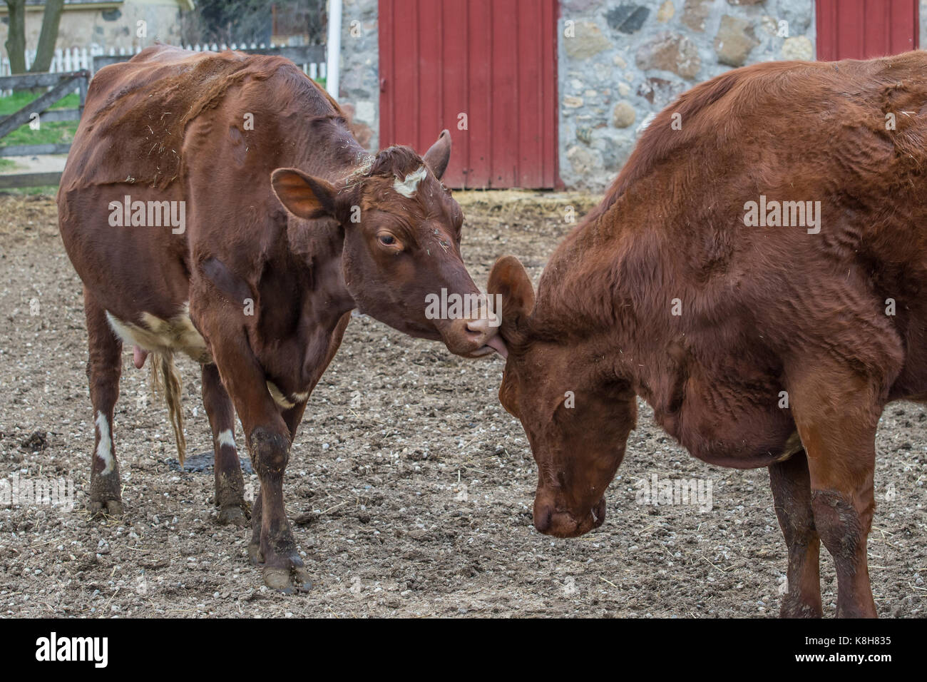Cows and red barn hi-res stock photography and images - Alamy