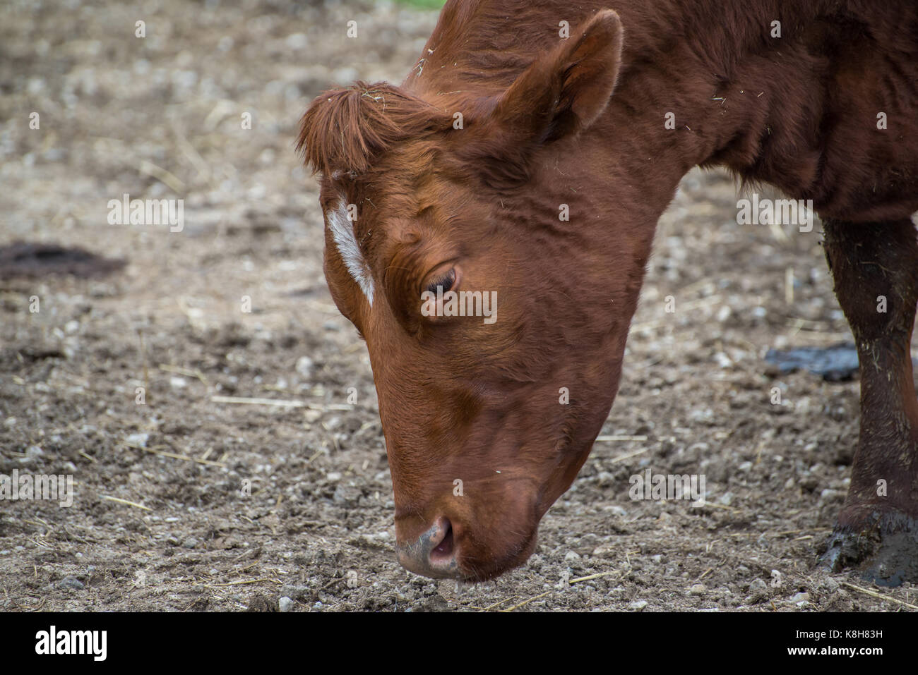 Portrait of a brown cow Stock Photo - Alamy