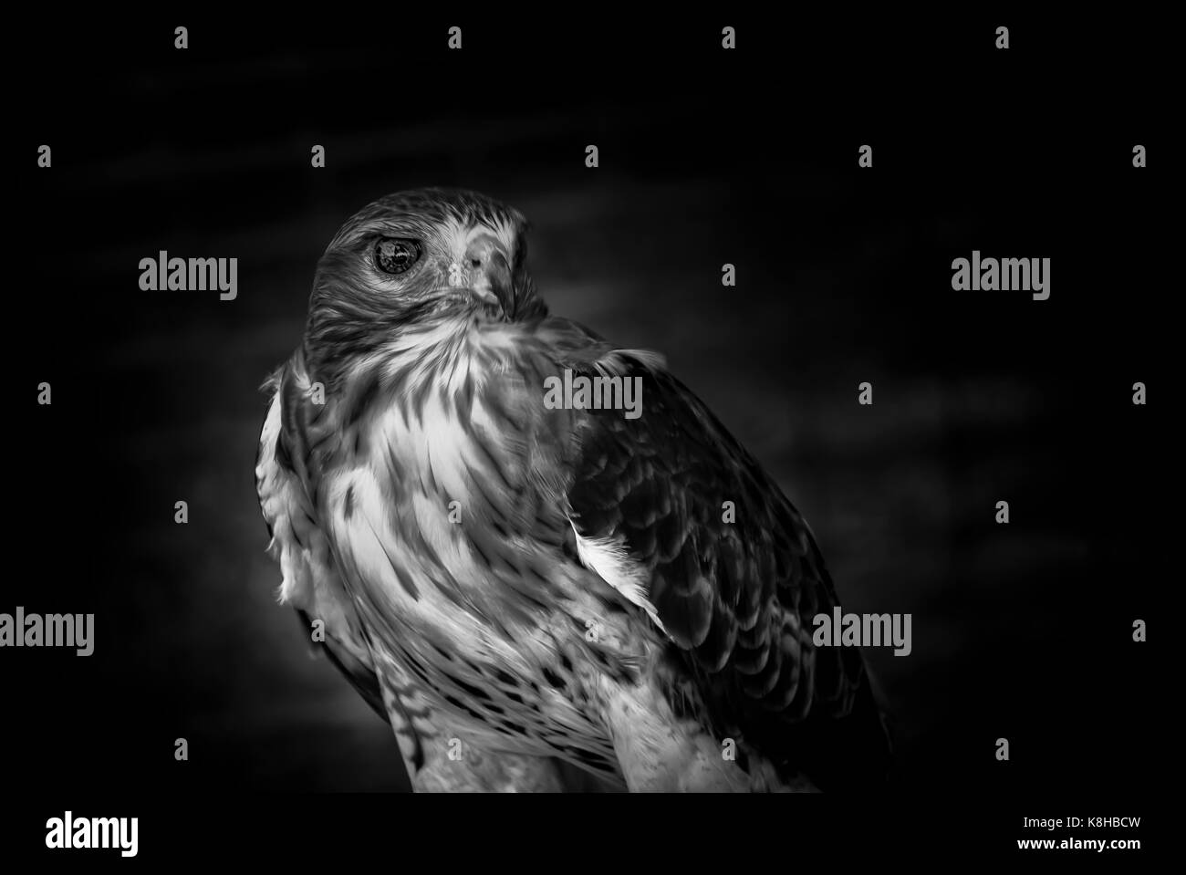 Hawk watching Black and White Stock Photos & Images - Alamy