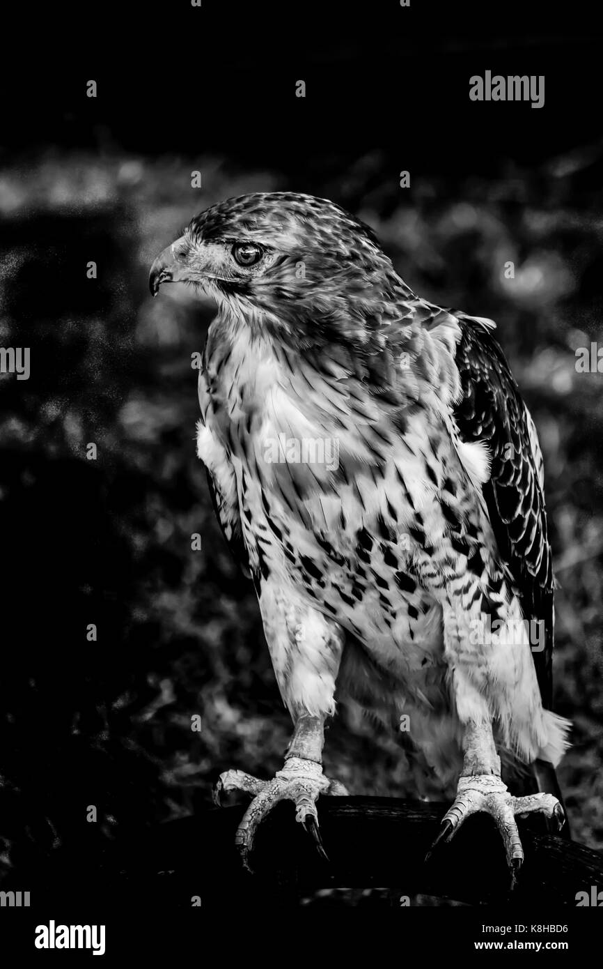 Hawk Black and White Stock Photos & Images - Alamy
