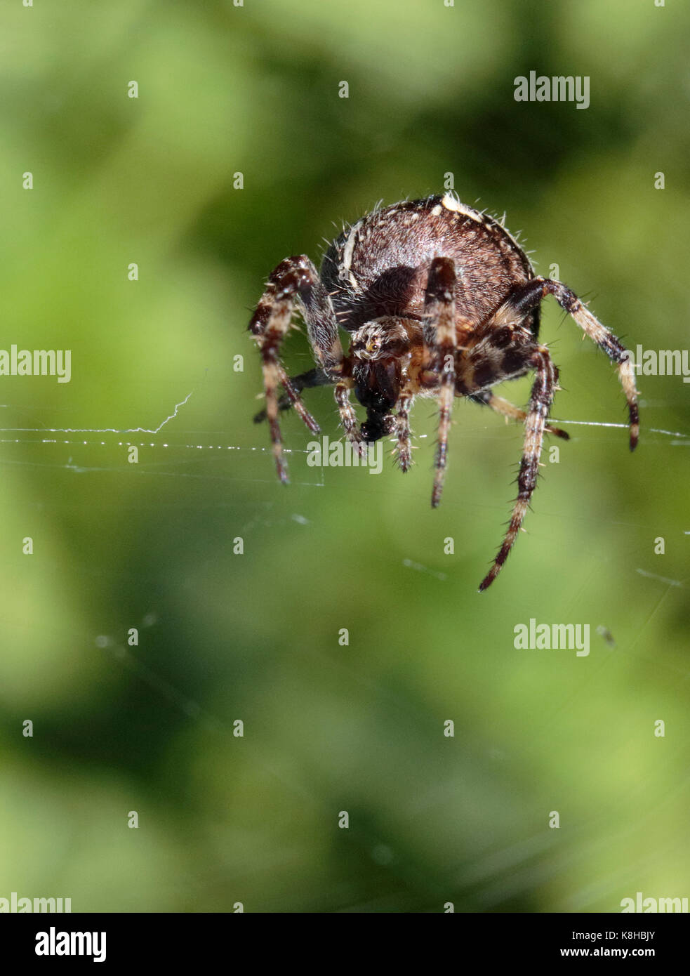 Spider macro photography hi-res stock photography and images - Alamy