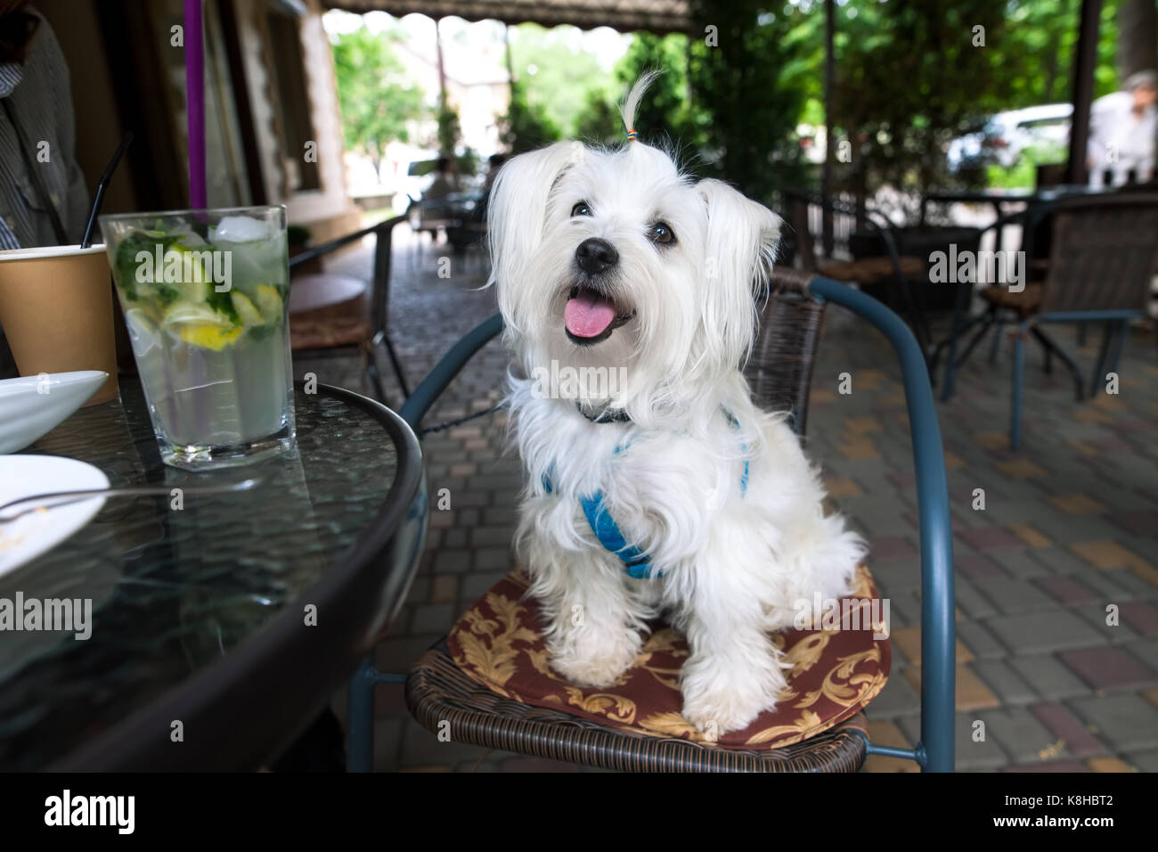 Cute fluffy white dog in cafe Stock Photo - Alamy
