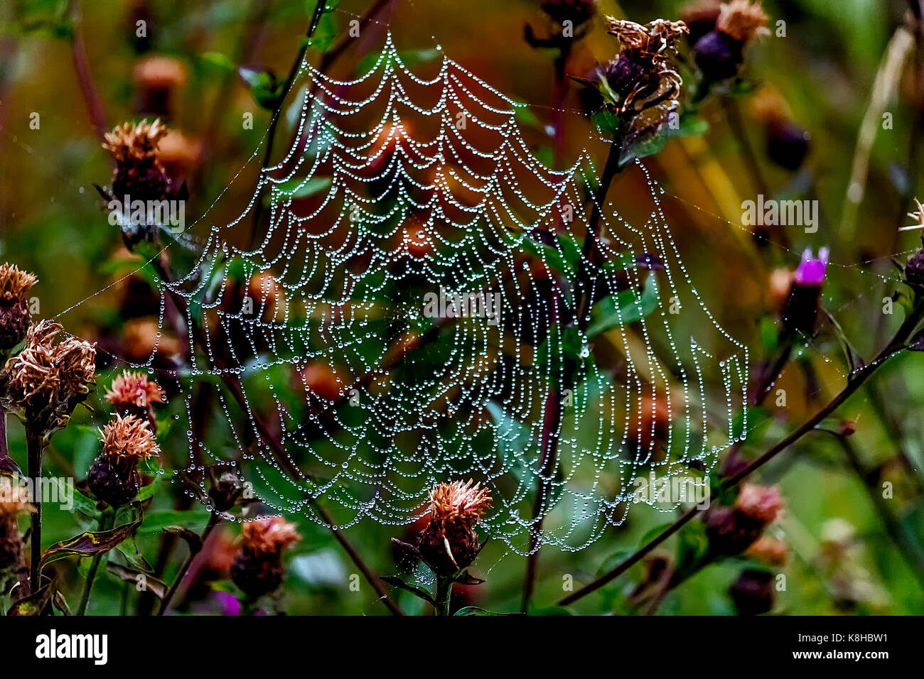 Spiders in nature hi-res stock photography and images - Alamy