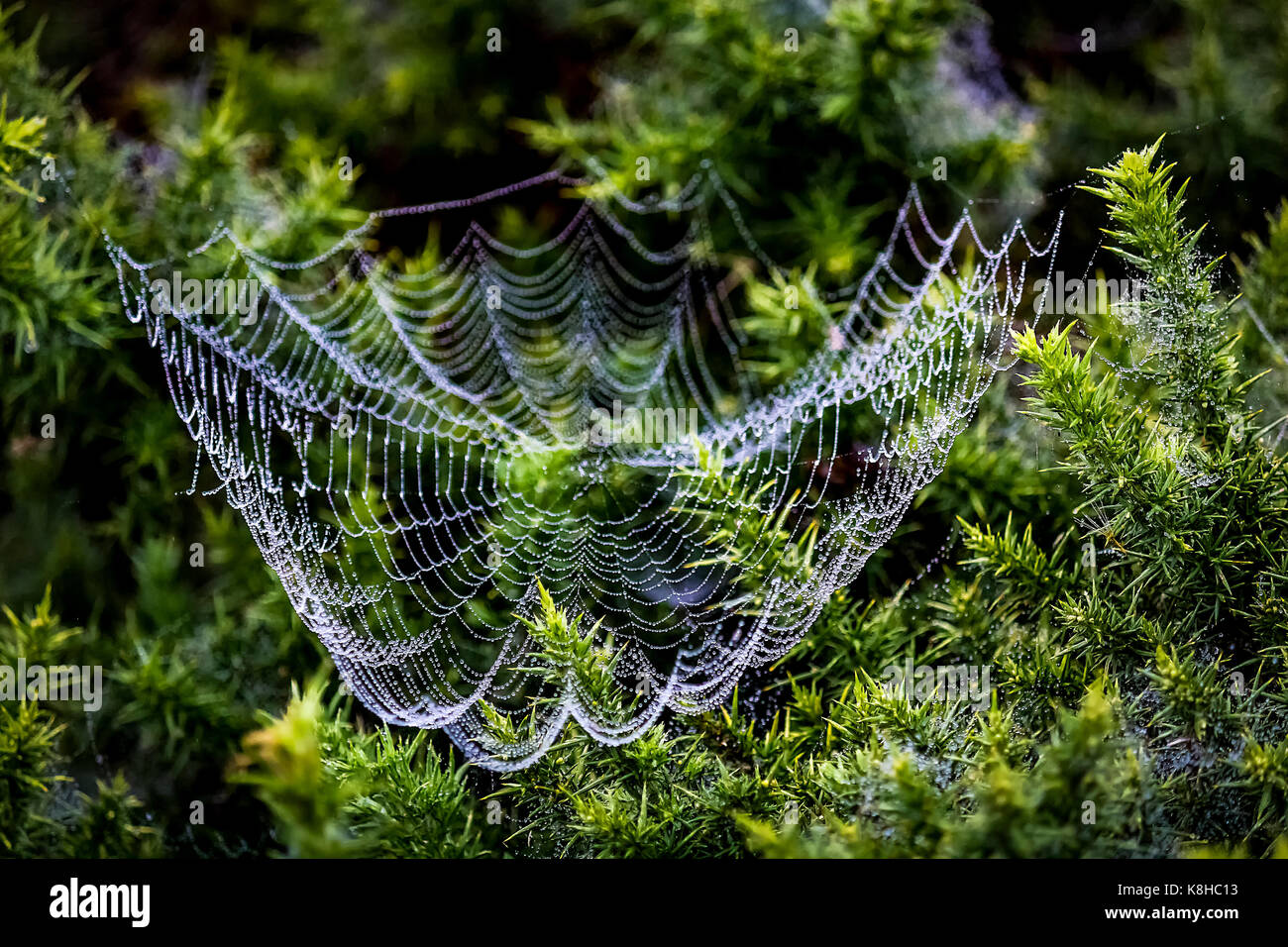 Dew covered spiders web Stock Photo - Alamy