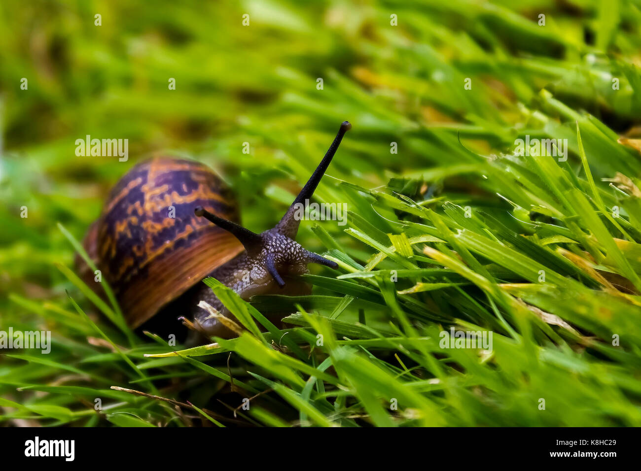 Snail in garden on grass Stock Photo - Alamy