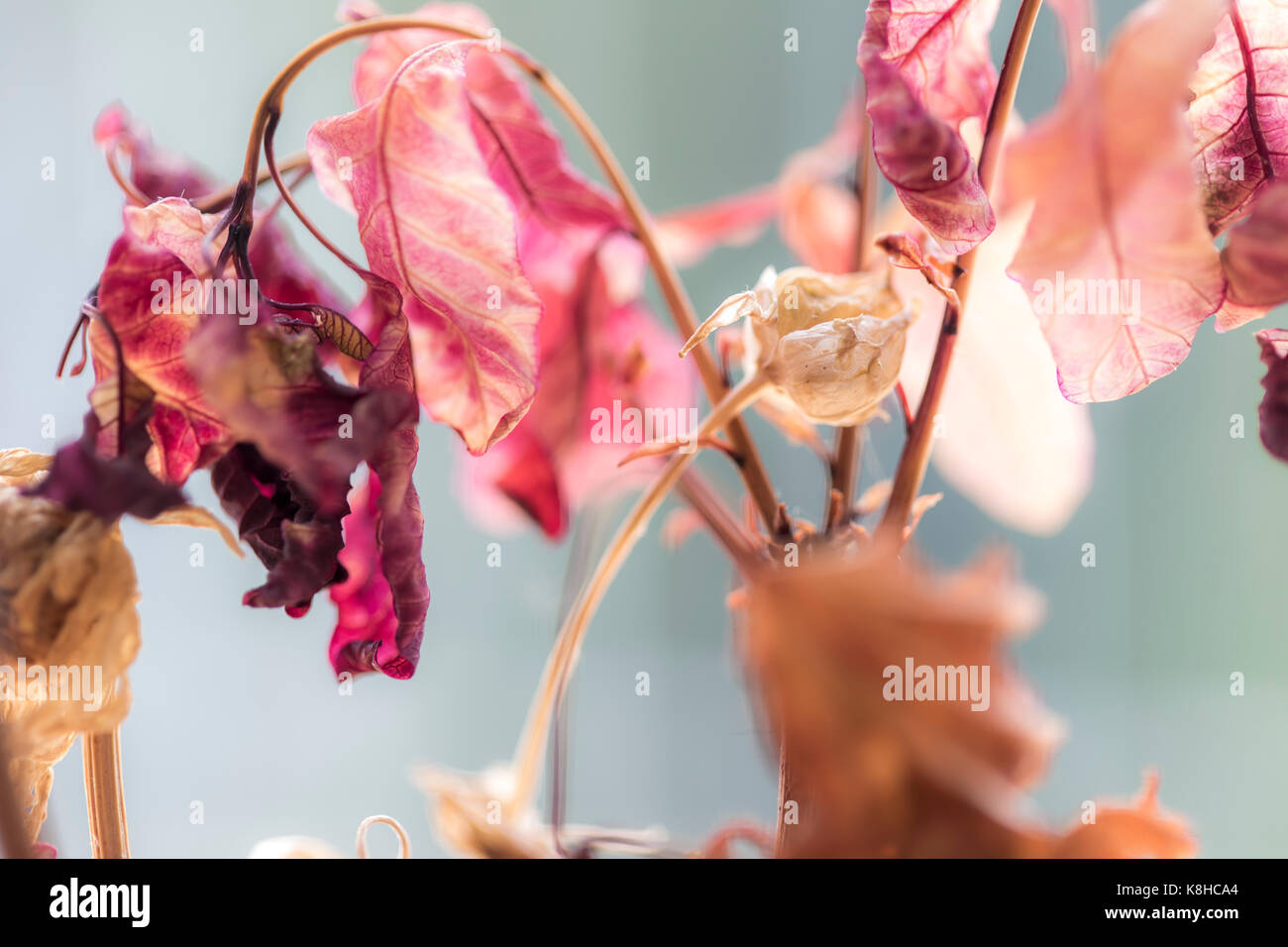 Dried out plants hi-res stock photography and images - Alamy