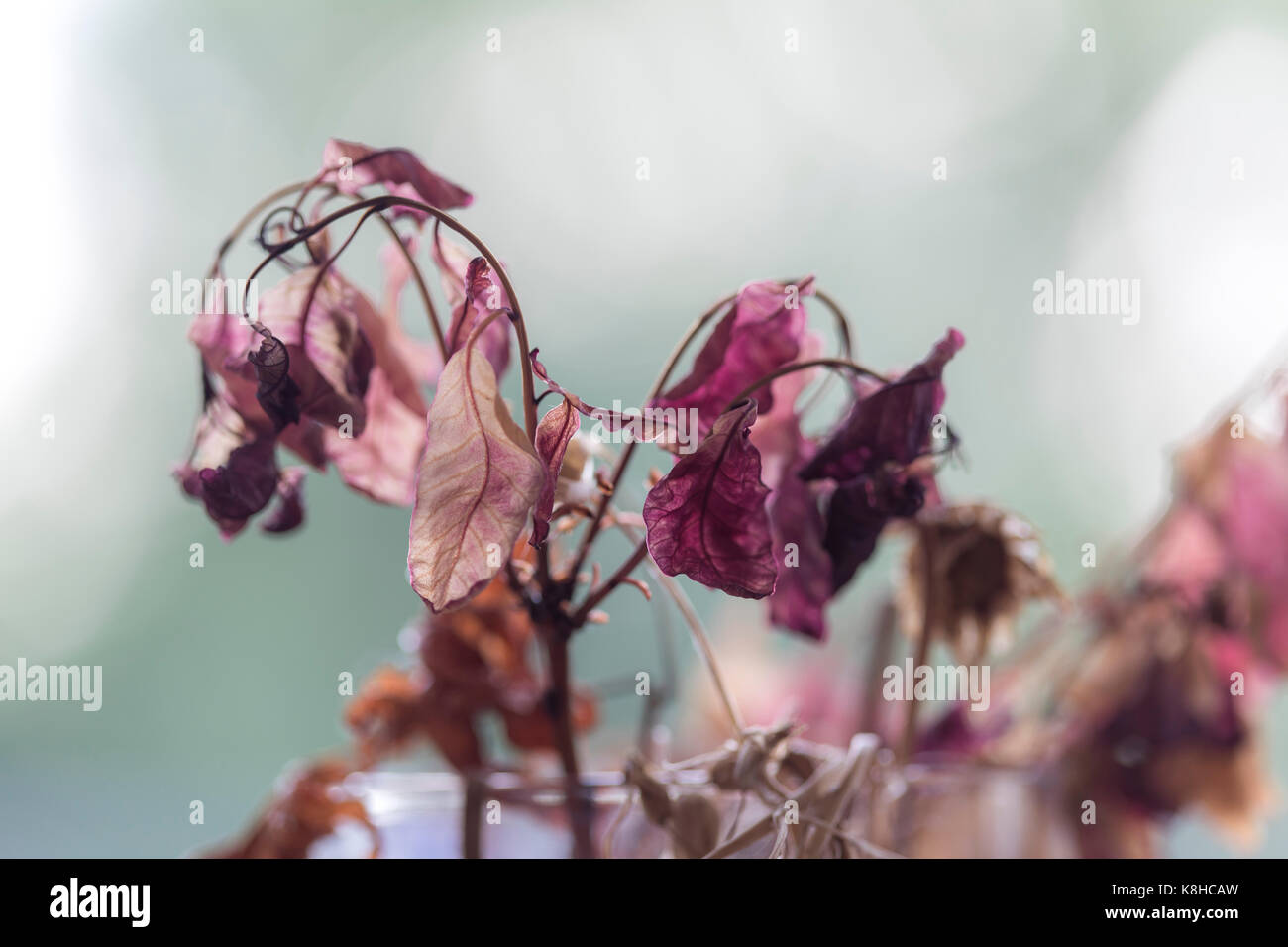 Dried flower field hi-res stock photography and images - Alamy